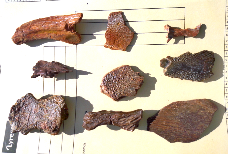 Mawsonia skull parts - Fossil ID - The Fossil Forum