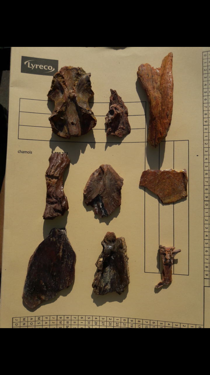 Mawsonia skull parts - Fossil ID - The Fossil Forum