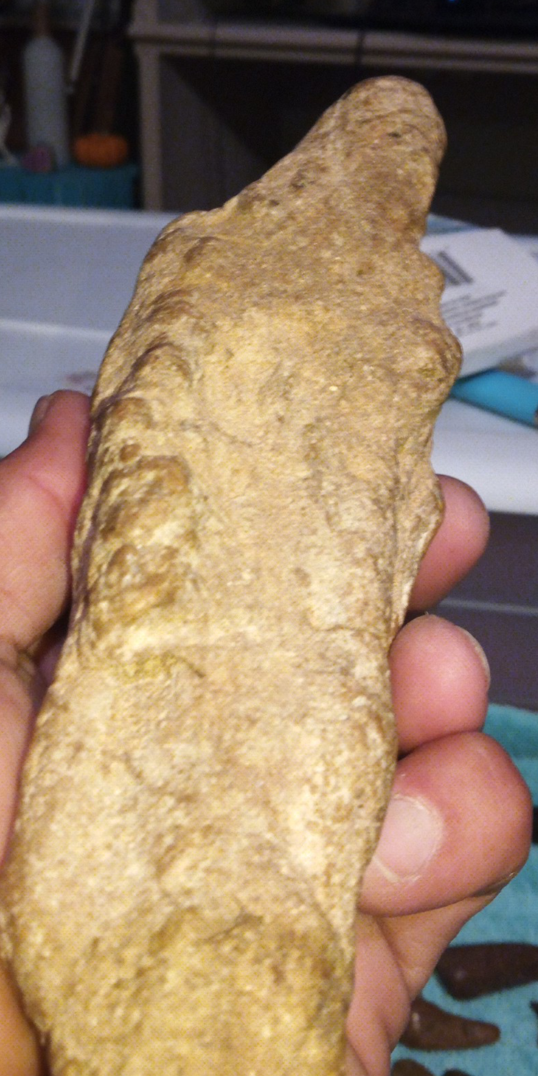 Jawbone? - Fossil ID - The Fossil Forum