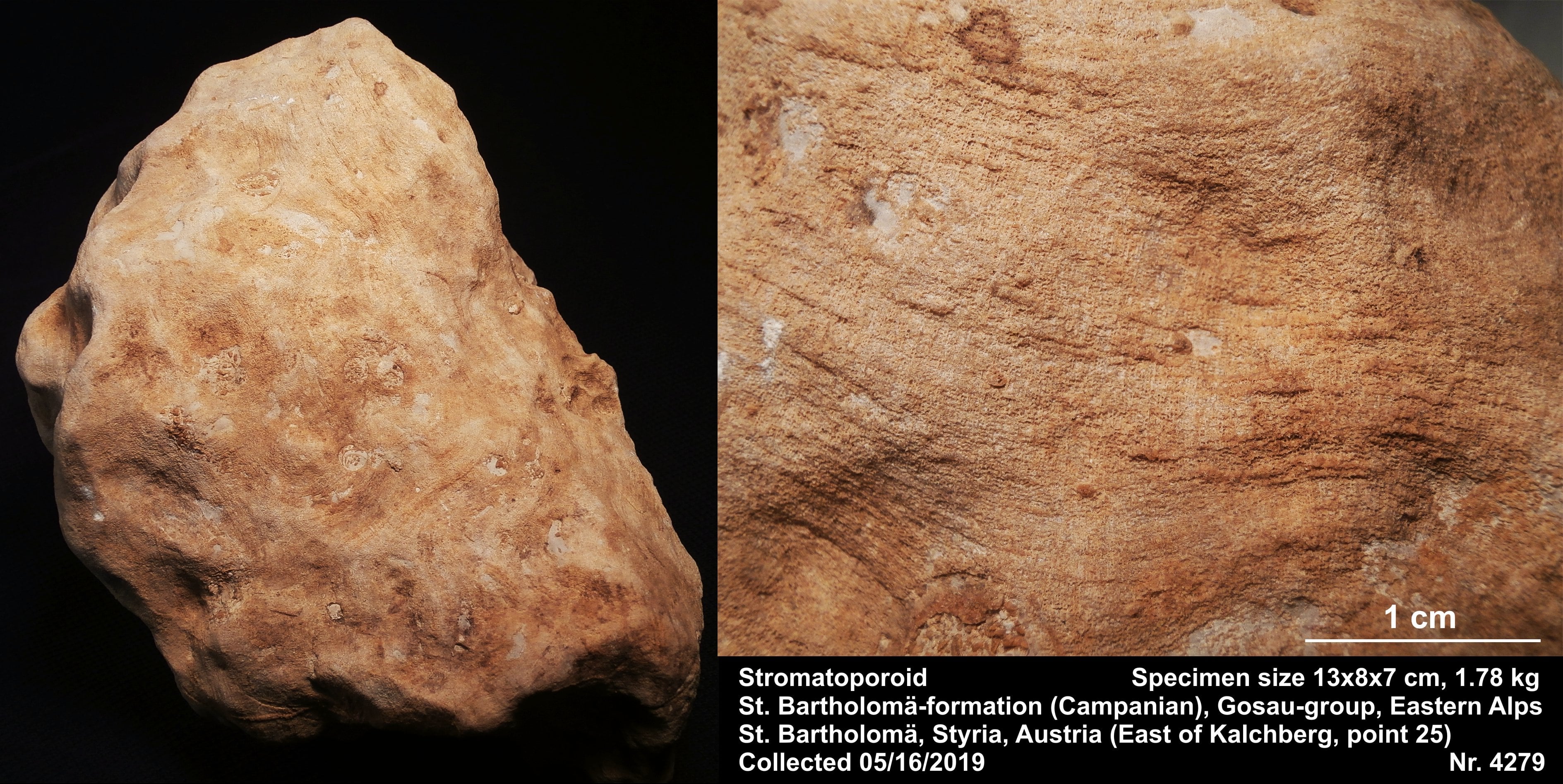 Campanian Stromatoporoid - Fossil ID - The Fossil Forum