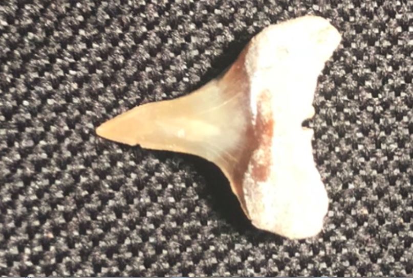 Sm Shark Teeth - Fossil ID - The Fossil Forum