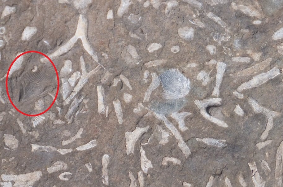 More parking lot fossils in Ontario - Fossil Hunting Trips - The Fossil ...