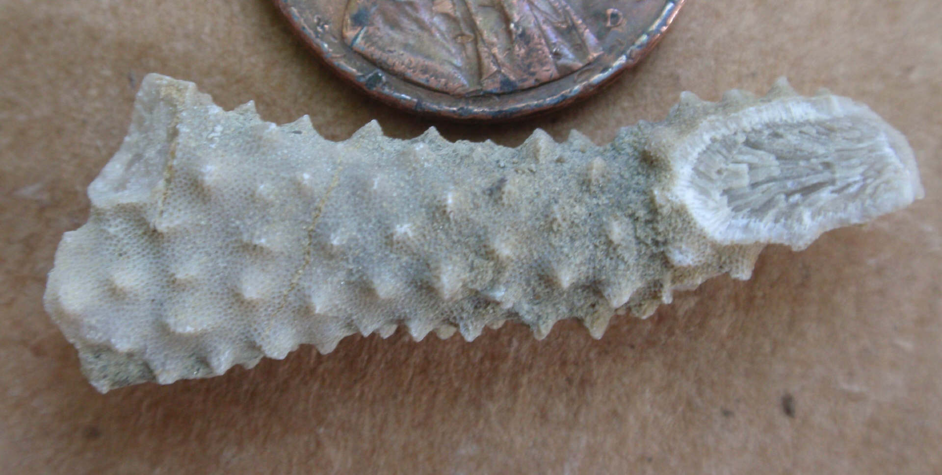 Marine Fossil ID Request - Fossil ID - The Fossil Forum