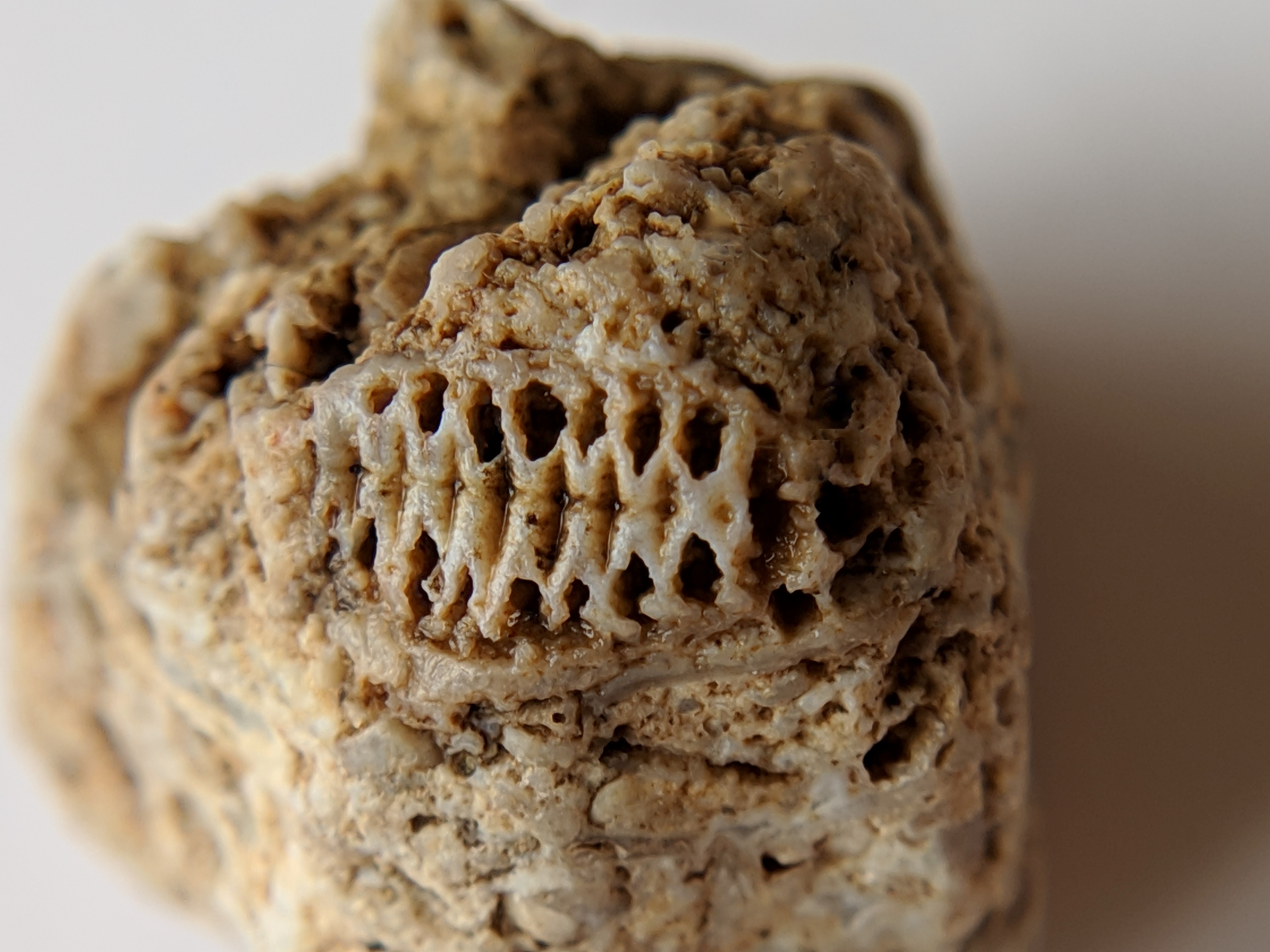 Is this a crinoid stem? - Fossil ID - The Fossil Forum