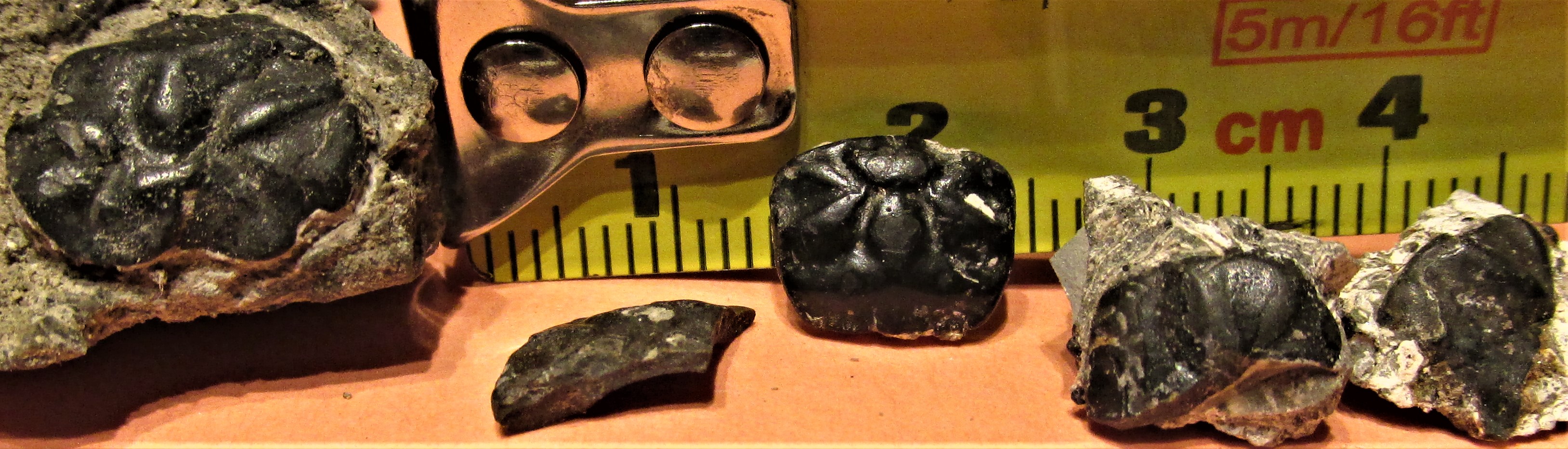 Armored fish scales?? Weird Armor or Crab - has internal structure ...