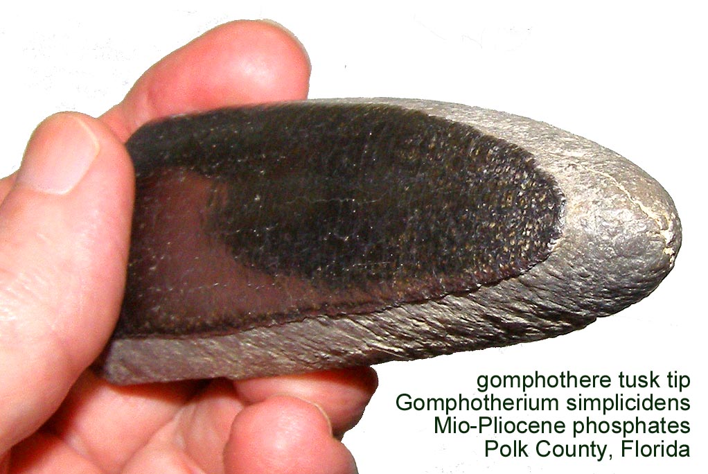 ID Help - Fossil ID - The Fossil Forum