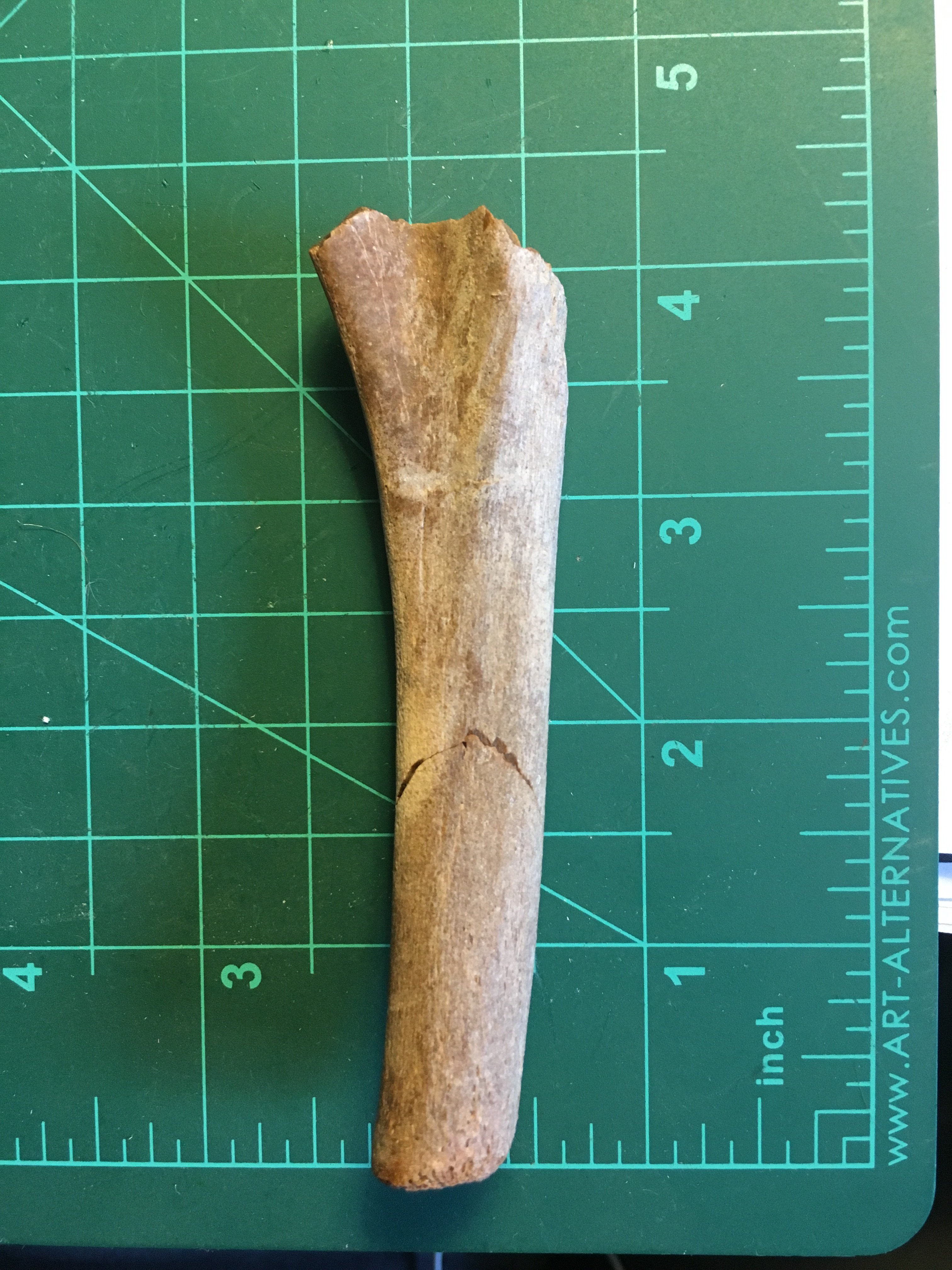 Plio-Pleistocene Bone from Simi Valley California - Fossil ID - The ...