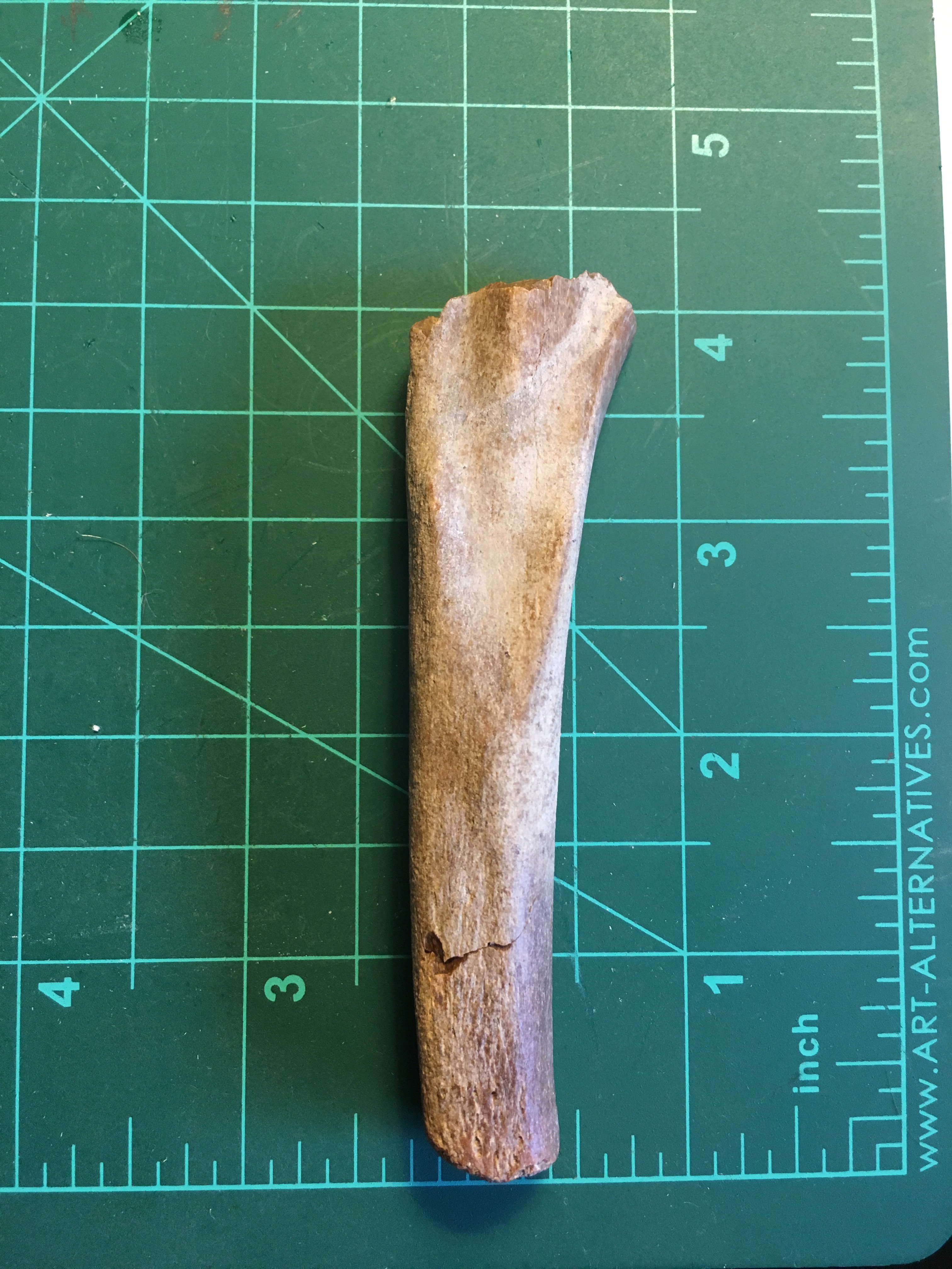 Plio-Pleistocene Bone from Simi Valley California - Fossil ID - The ...