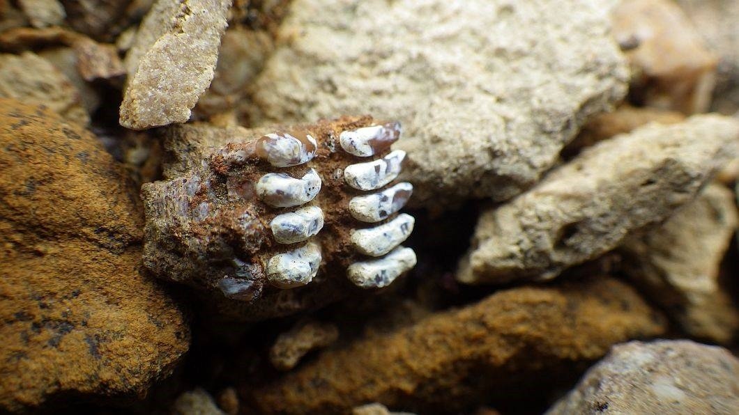 Fish mouth plate - Member Collections - The Fossil Forum