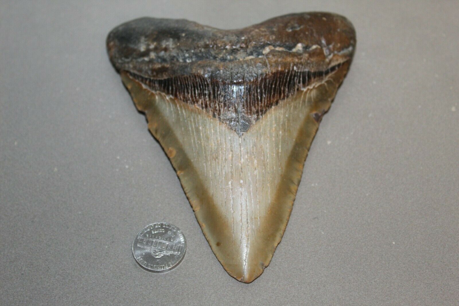 Real Or Fake Megalodon Tooth? - Is It Real? How to Recognize Fossil ...