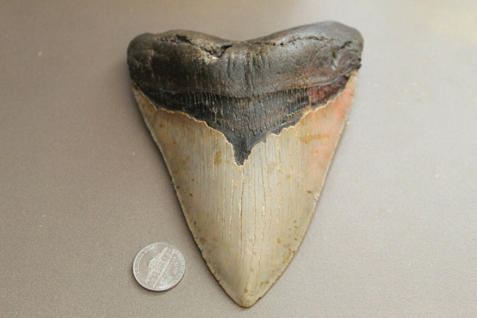 Real Or Fake Megalodon Tooth? - Is It Real? How to Recognize Fossil ...