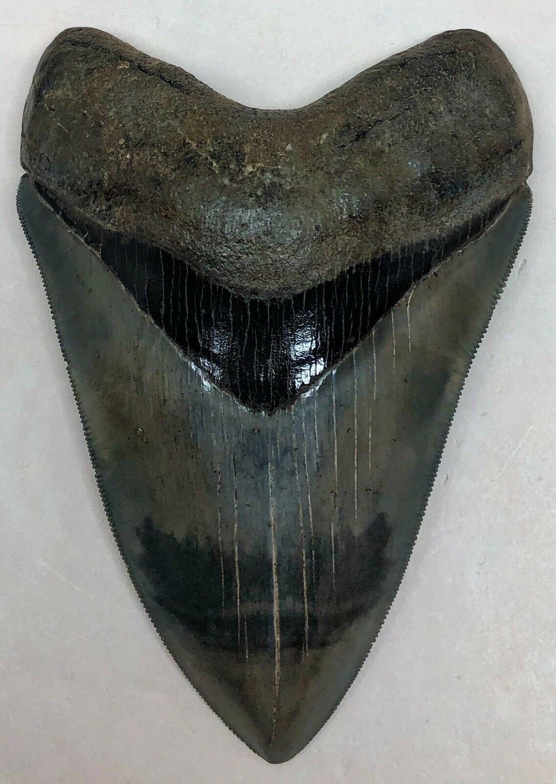 Real Or Fake Megalodon Tooth? - Is It Real? How to Recognize Fossil ...