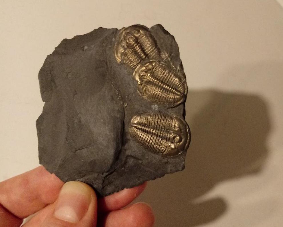 Lagerstatten trips - Fossil Hunting Trips - The Fossil Forum