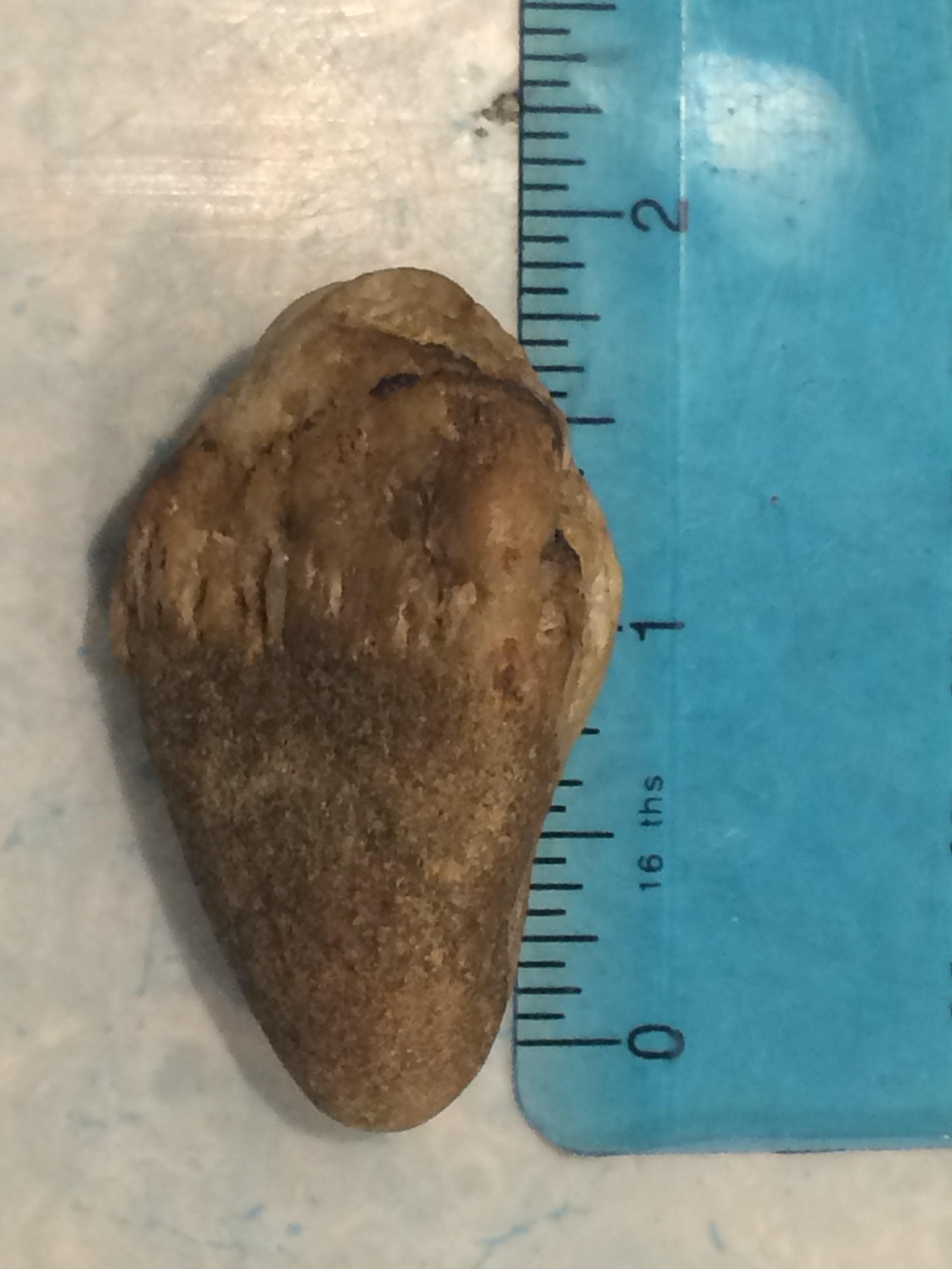 Tooth or horn shaped rock? - Fossil ID - The Fossil Forum