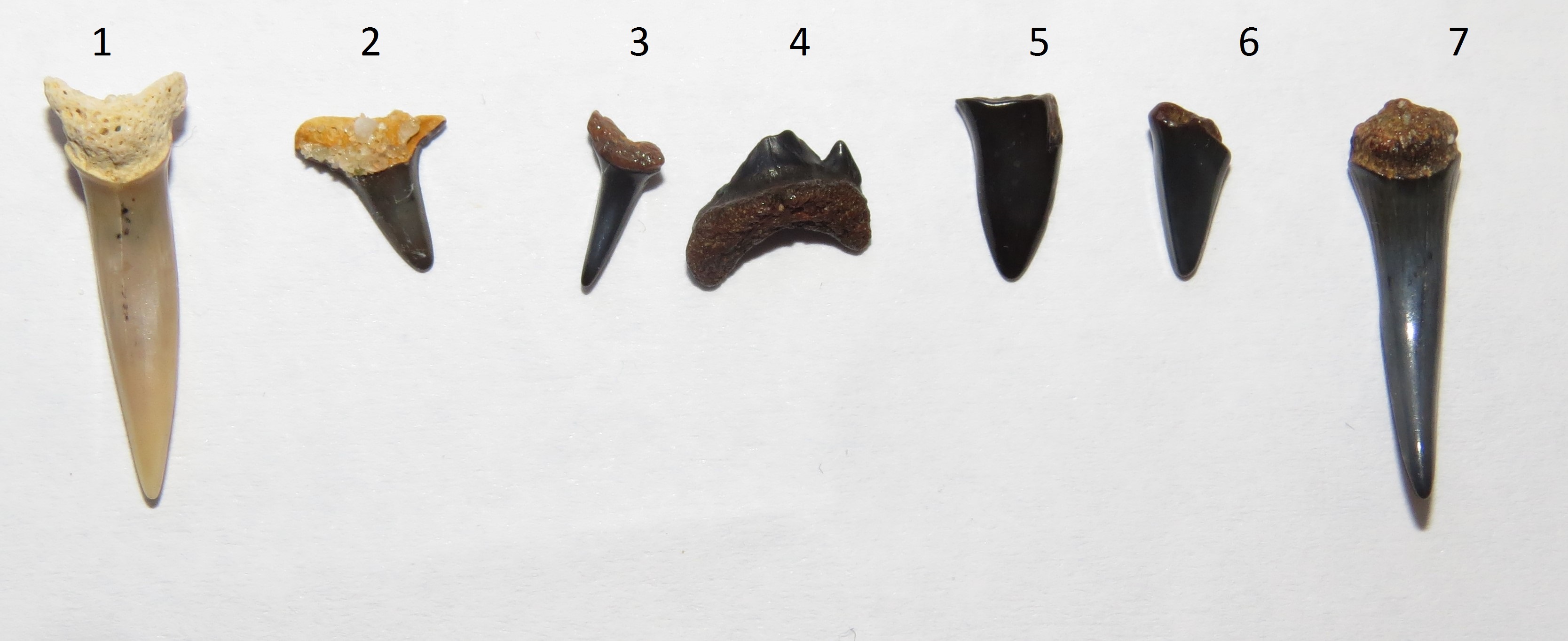 More fossils from Ukraine (Neogene) - Fossil ID - The Fossil Forum
