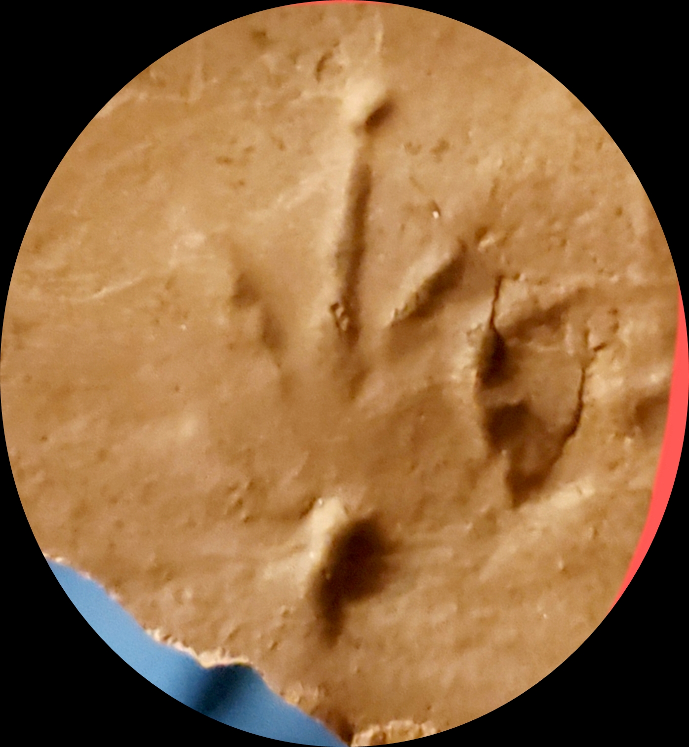 Possible triassic track? - Fossil ID - The Fossil Forum