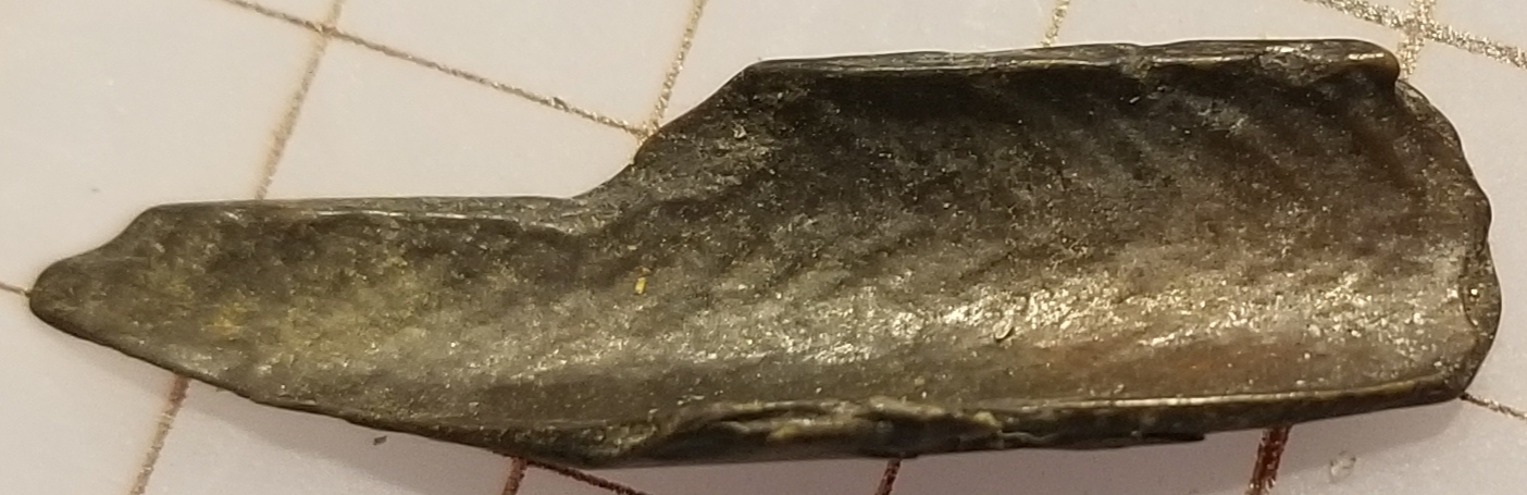 Calvert formation unknowns - Fossil ID - The Fossil Forum