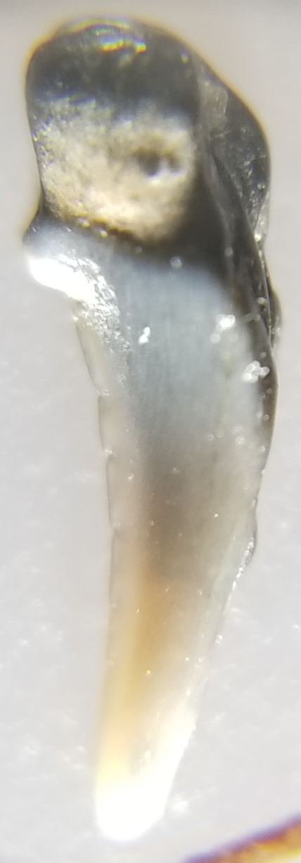 Calvert formation unknowns - Fossil ID - The Fossil Forum