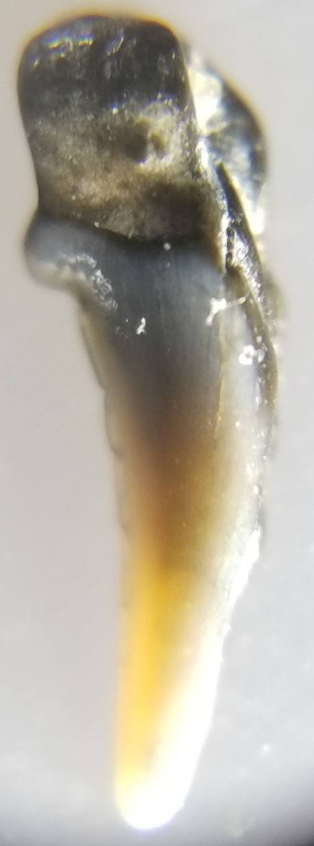 Calvert formation unknowns - Fossil ID - The Fossil Forum
