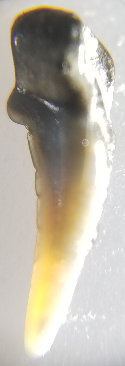 Calvert formation unknowns - Fossil ID - The Fossil Forum