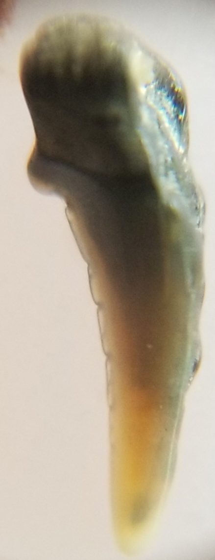 Calvert formation unknowns - Fossil ID - The Fossil Forum