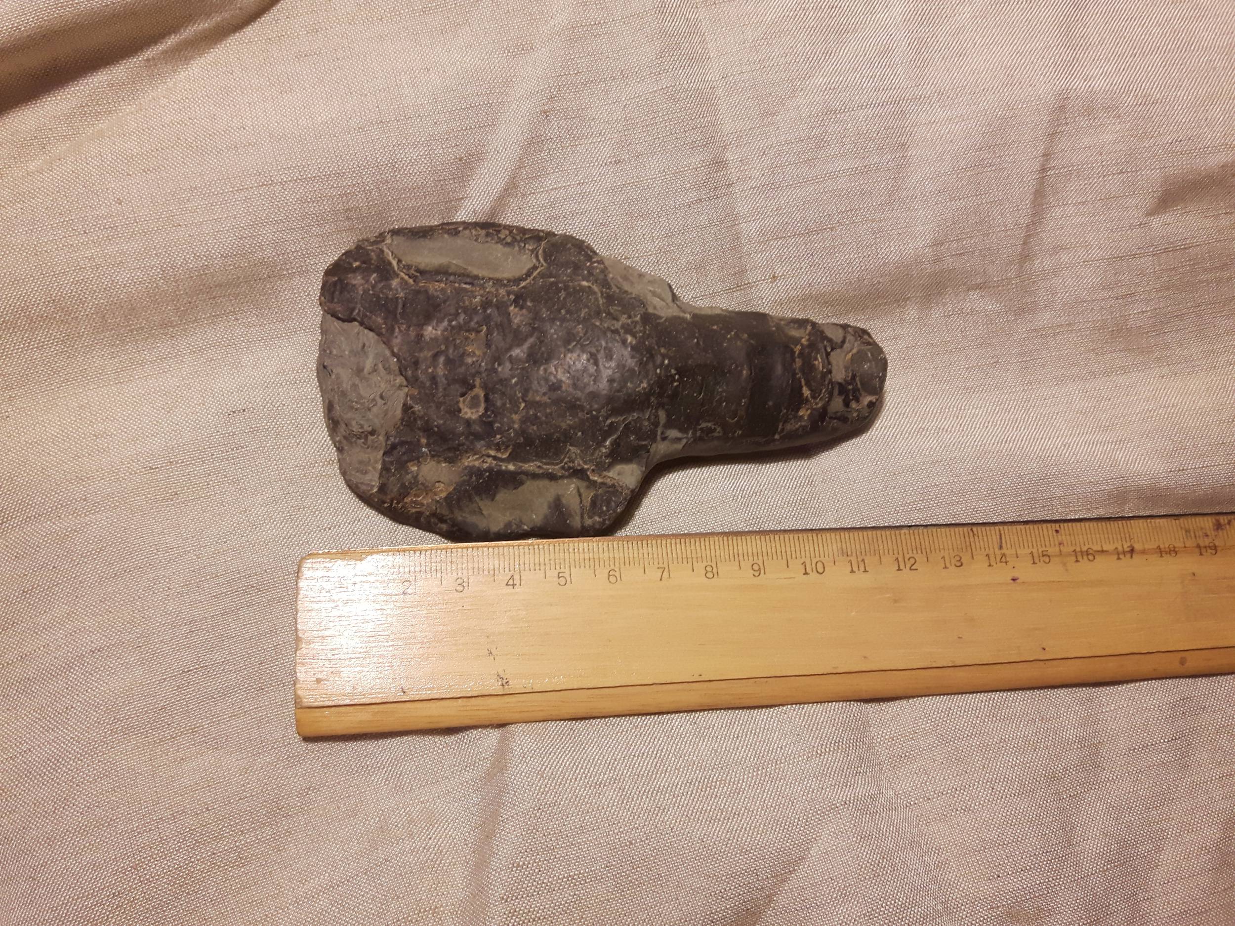 Help identifying odd fossil (Toronto) - Fossil ID - The Fossil Forum