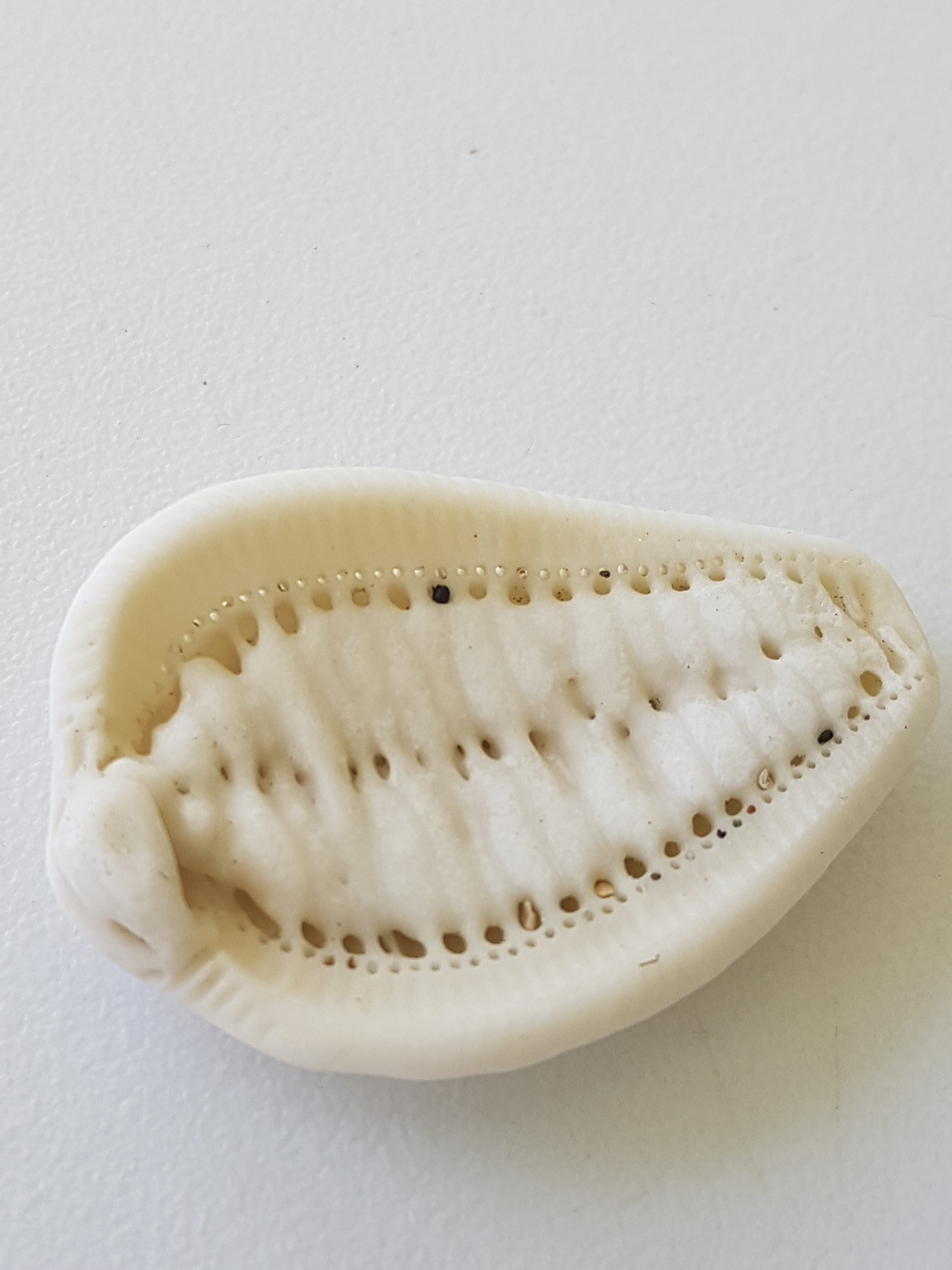 Invertebrate Ocean Beach Fossil? - Fossil ID - The Fossil Forum