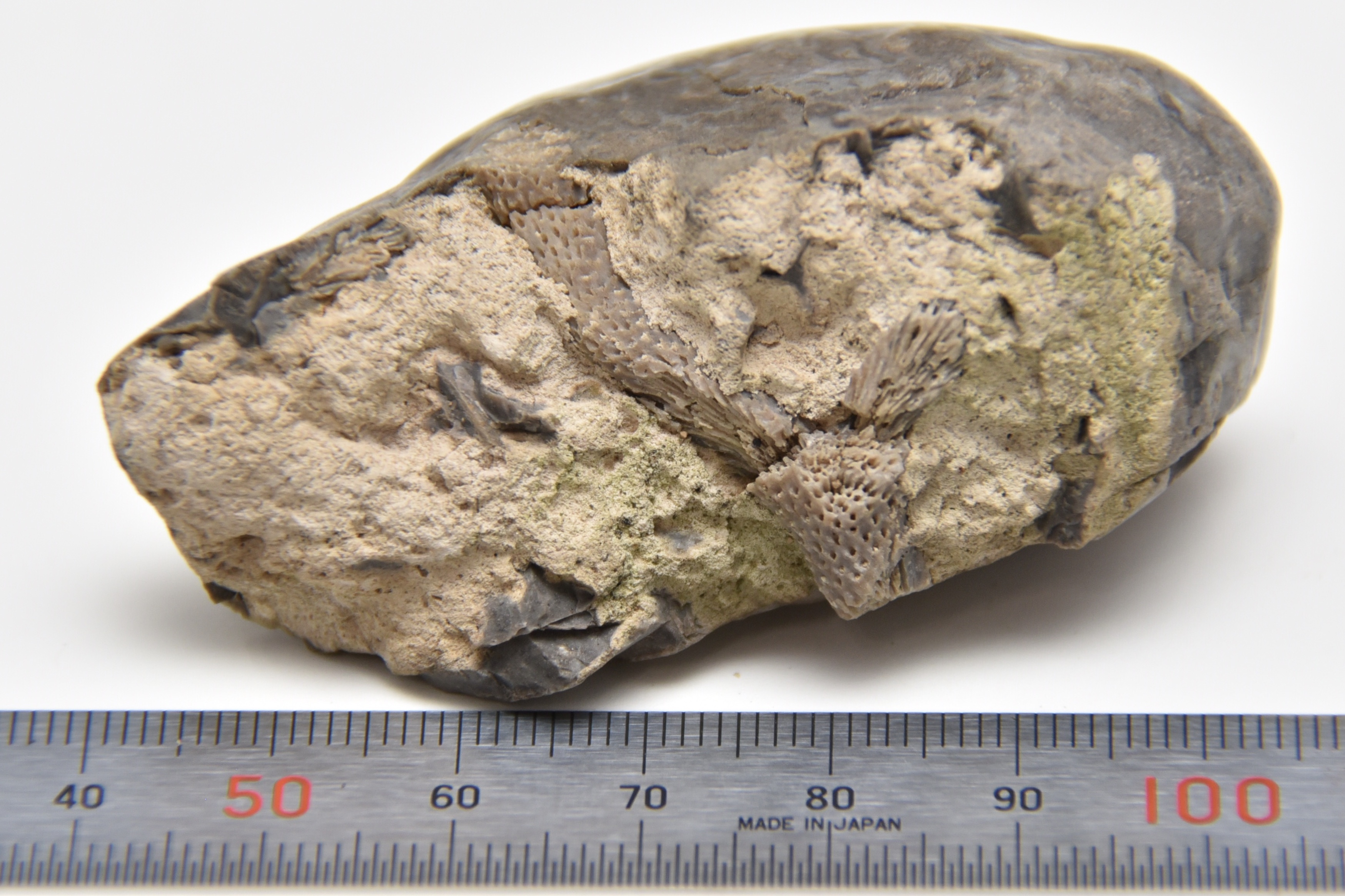 Stone Fill Oddities - Fossil ID - The Fossil Forum