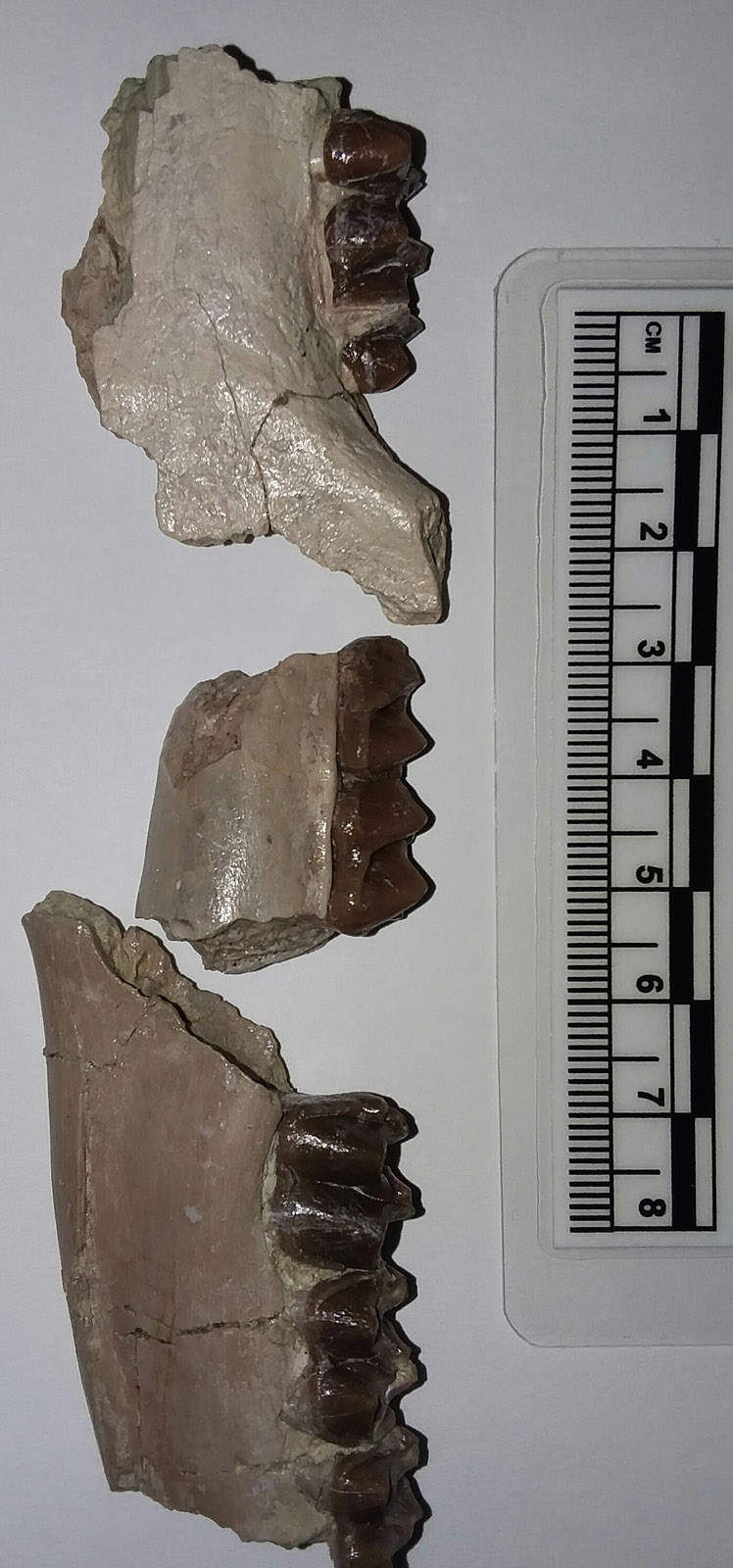 Brule Formation Teeth ID Assistance - Fossil ID - The Fossil Forum