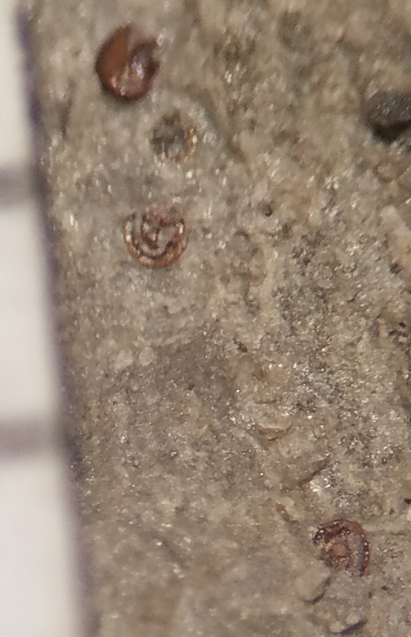 Trilobite larvae? (Update: SEM Images) - Fossil ID - The Fossil Forum