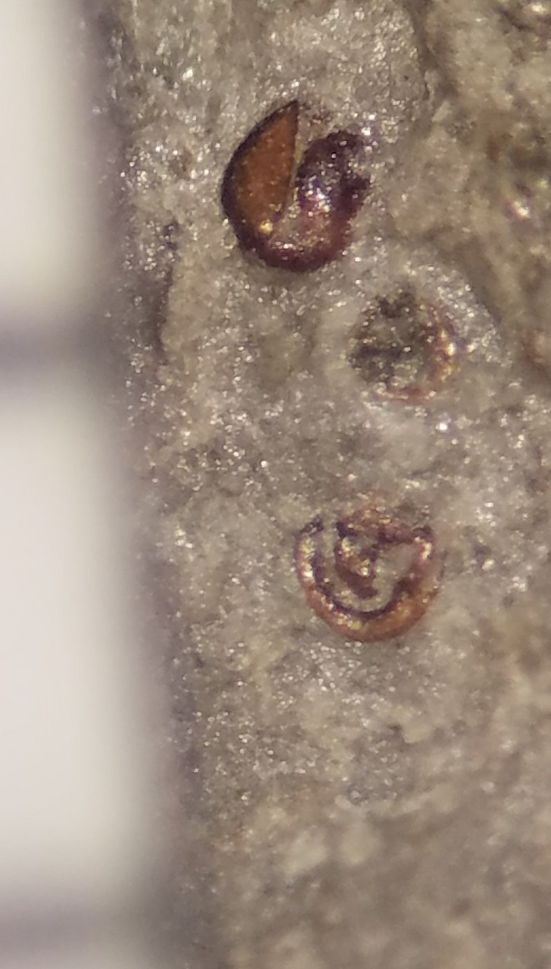 Trilobite larvae? (Update: SEM Images) - Fossil ID - The Fossil Forum