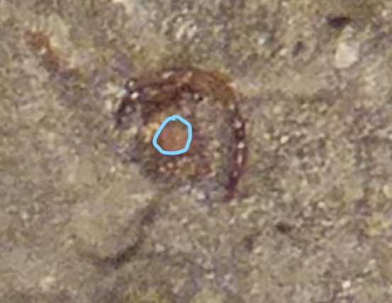 Trilobite larvae? (Update: SEM Images) - Fossil ID - The Fossil Forum
