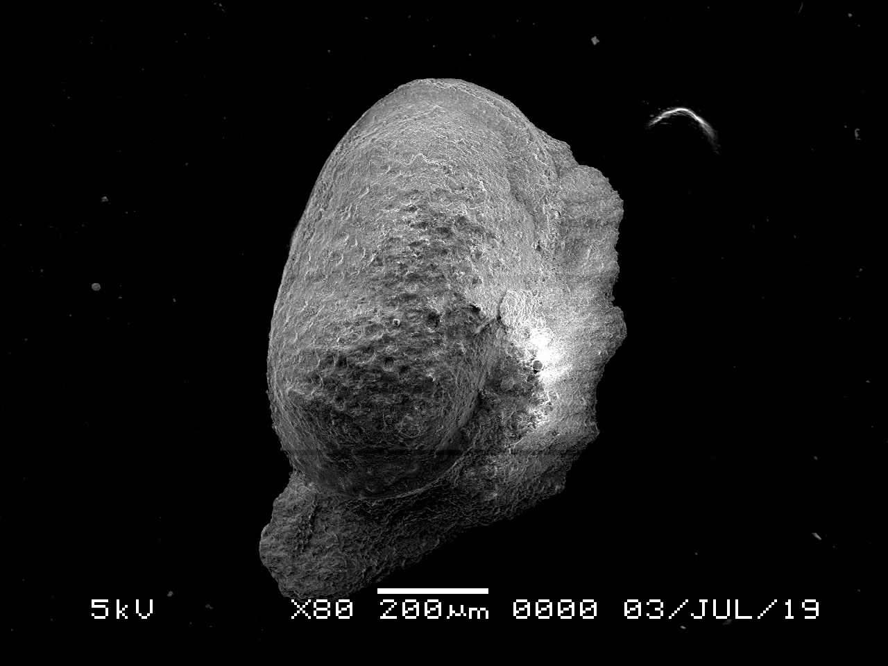 Trilobite larvae? (Update: SEM Images) - Fossil ID - The Fossil Forum