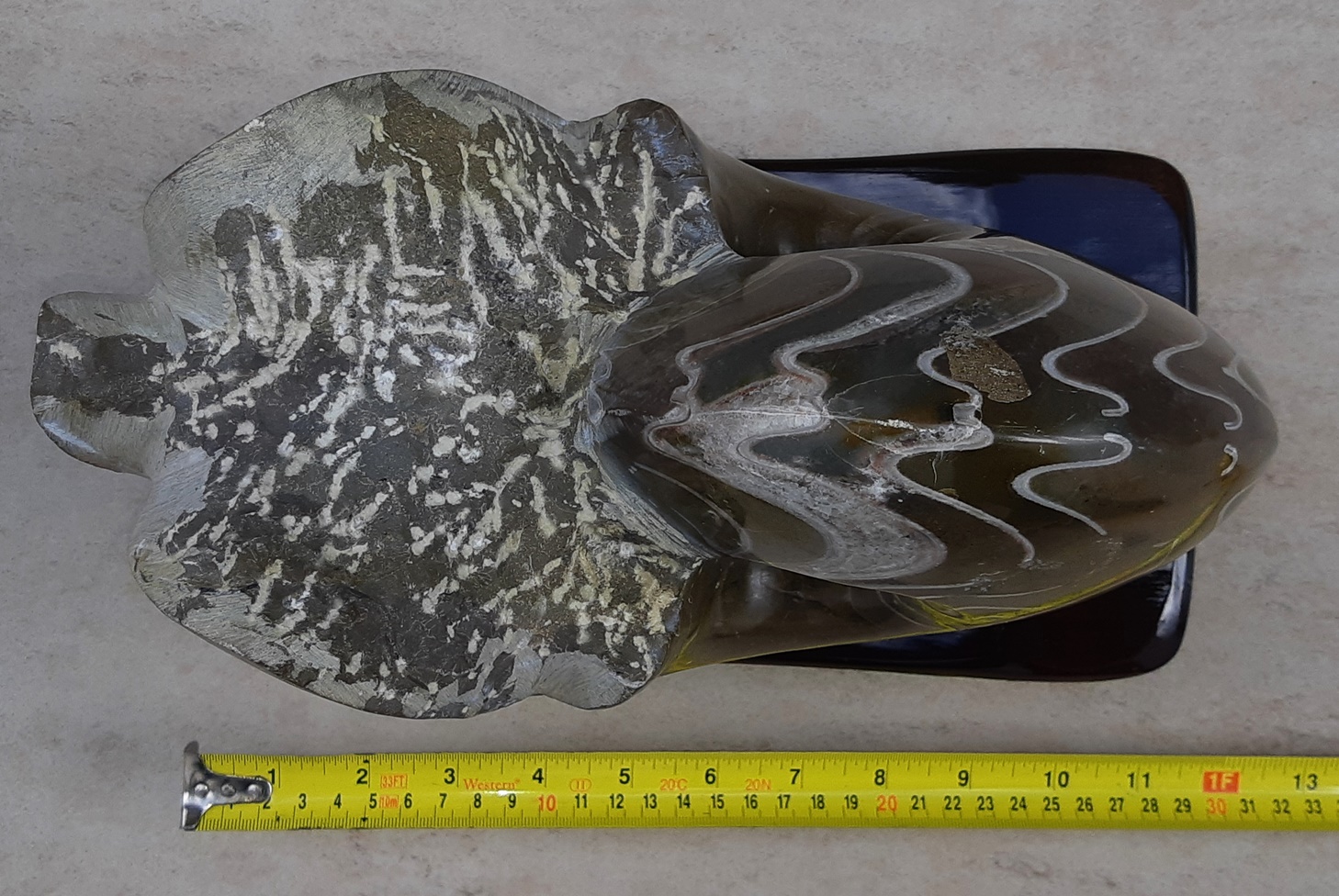 Ammonoid ID - Fossil ID - The Fossil Forum