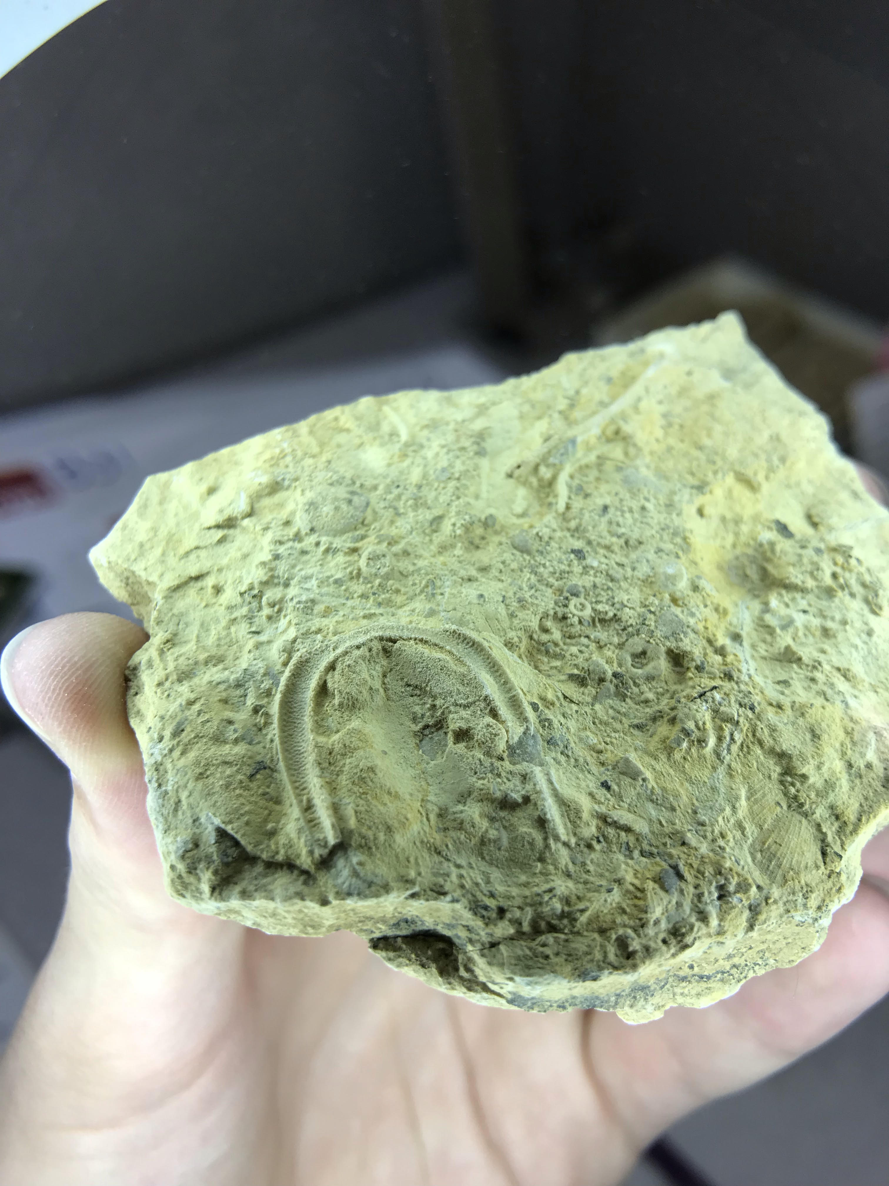 Odd horseshoe shaped fossil - Fossil ID - The Fossil Forum