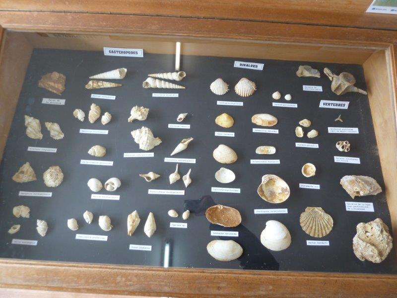 Panopea ? - Fossil ID - The Fossil Forum