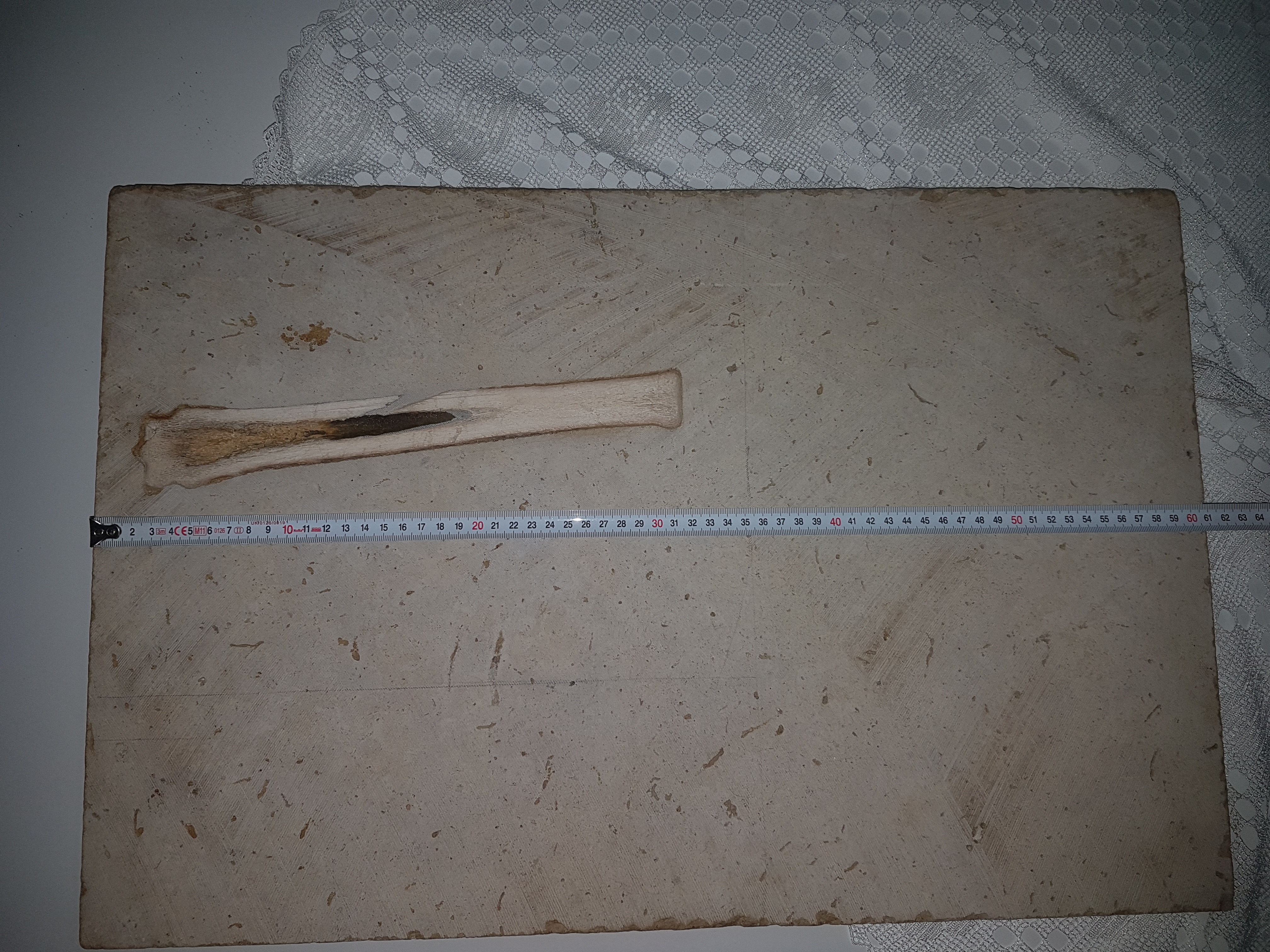 A BIG BONE FOSSIL IN TRAVERTINE TILE - Fossil ID - The Fossil Forum