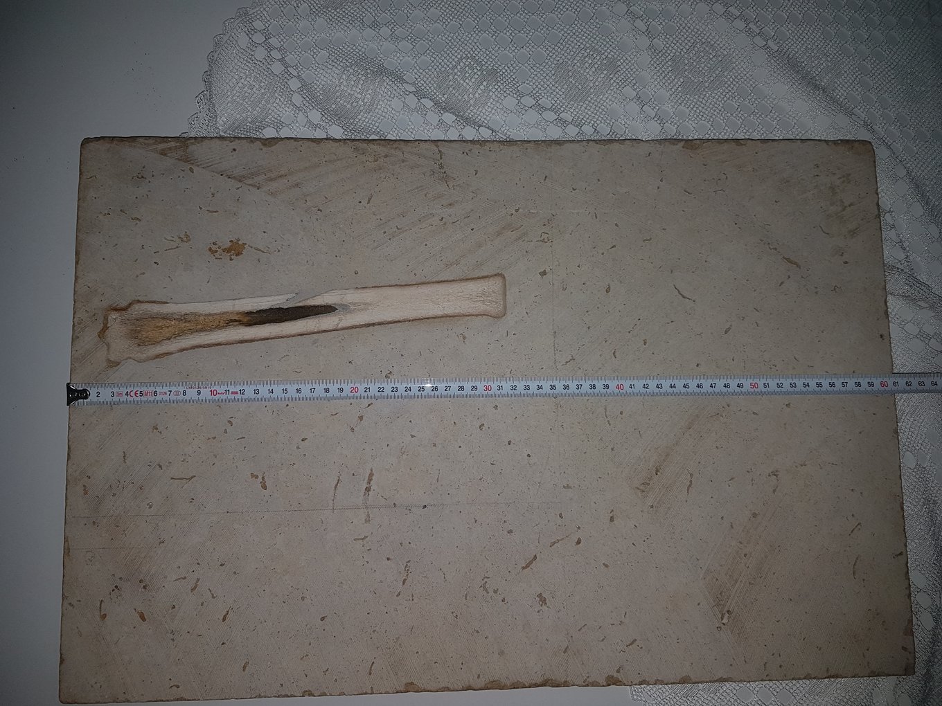A BIG BONE FOSSIL IN TRAVERTINE TILE - Fossil ID - The Fossil Forum