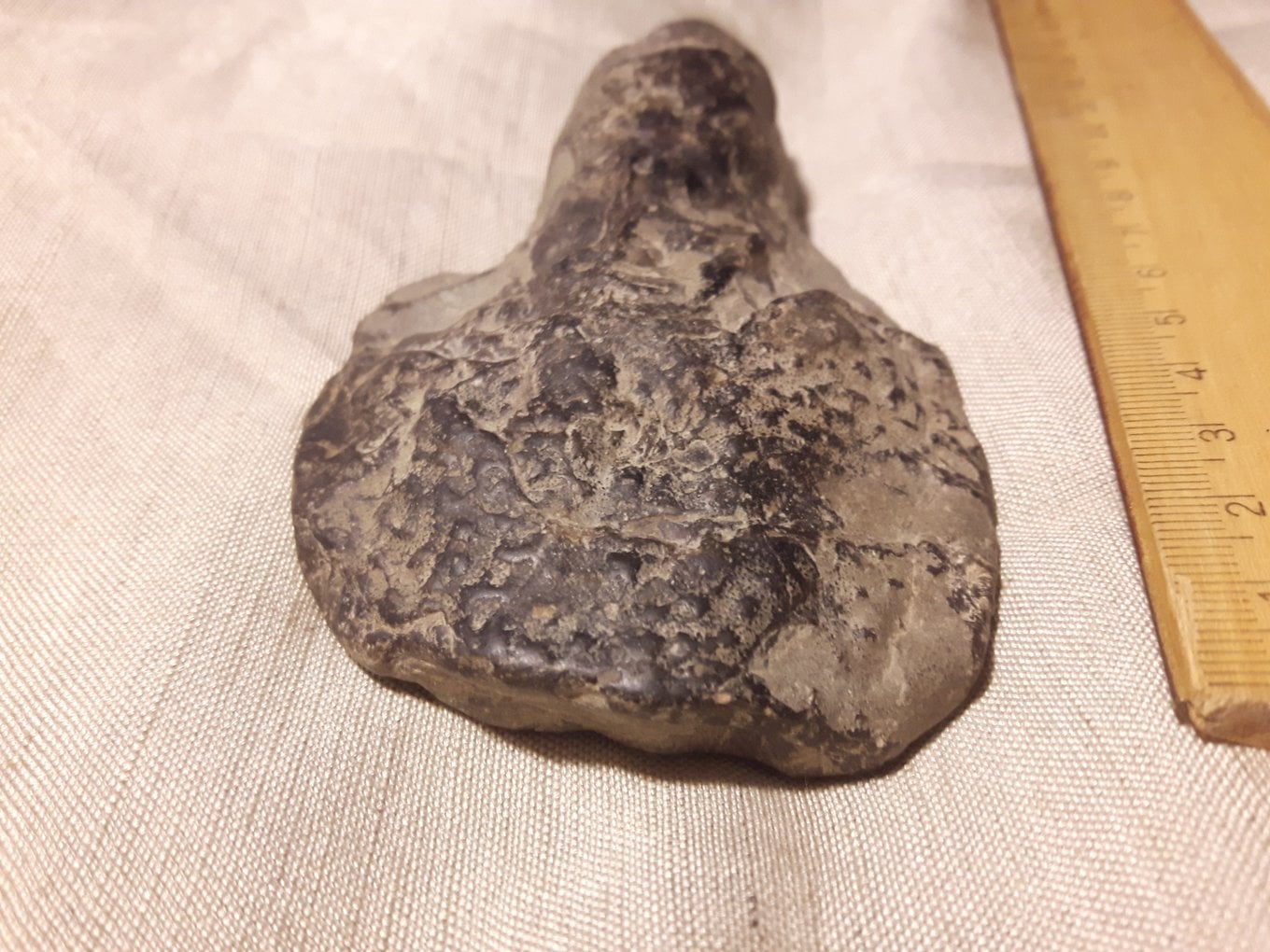 Help identifying odd fossil (Toronto) - Fossil ID - The Fossil Forum