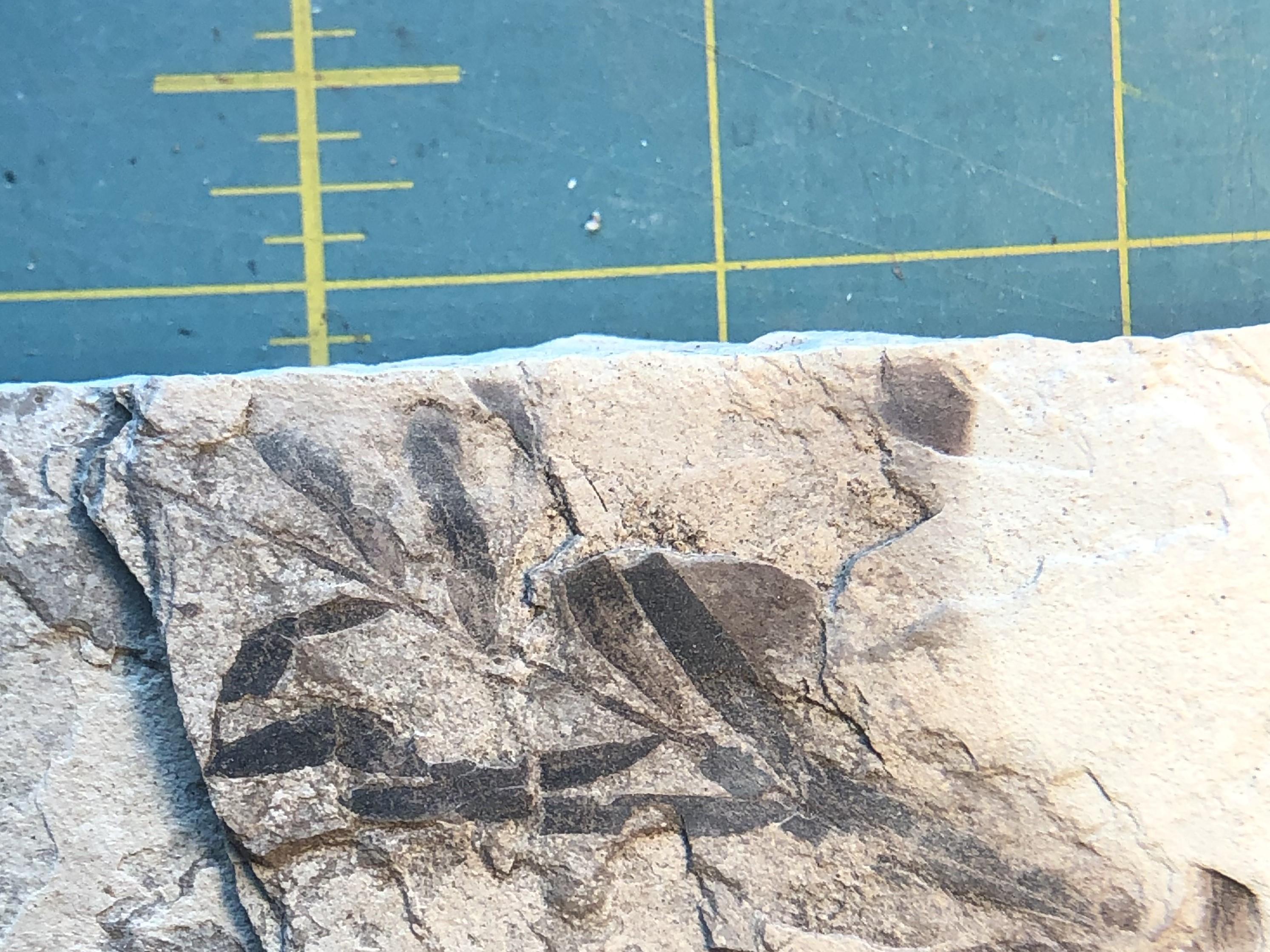 Douglas Pass Colorado - Fossil Hunting Trips - The Fossil Forum