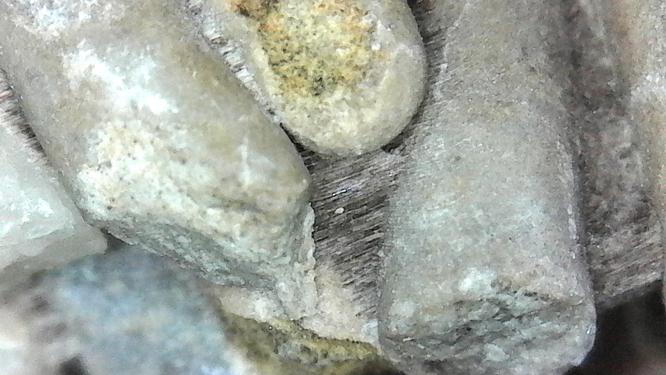 Cretaceous cylinders from OK - Fossil ID - The Fossil Forum