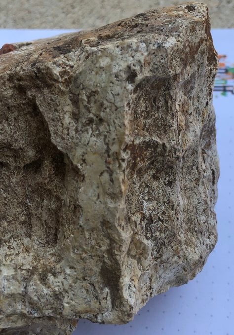 Need help with identification - Fossil ID - The Fossil Forum