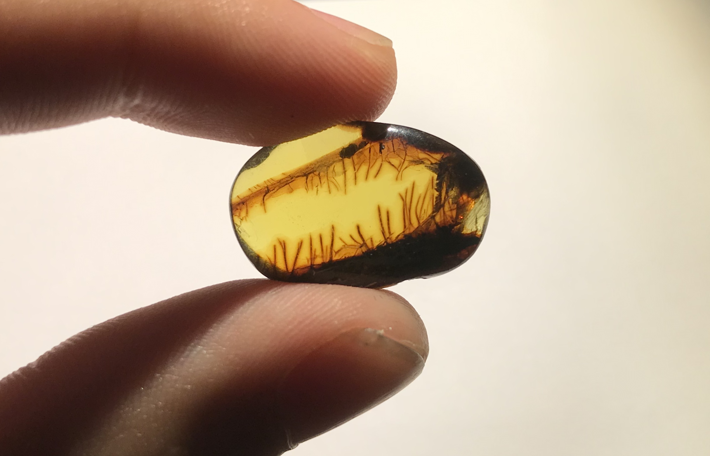 Unknown Inclusion in Cretaceous Amber - Fossil ID - The Fossil Forum