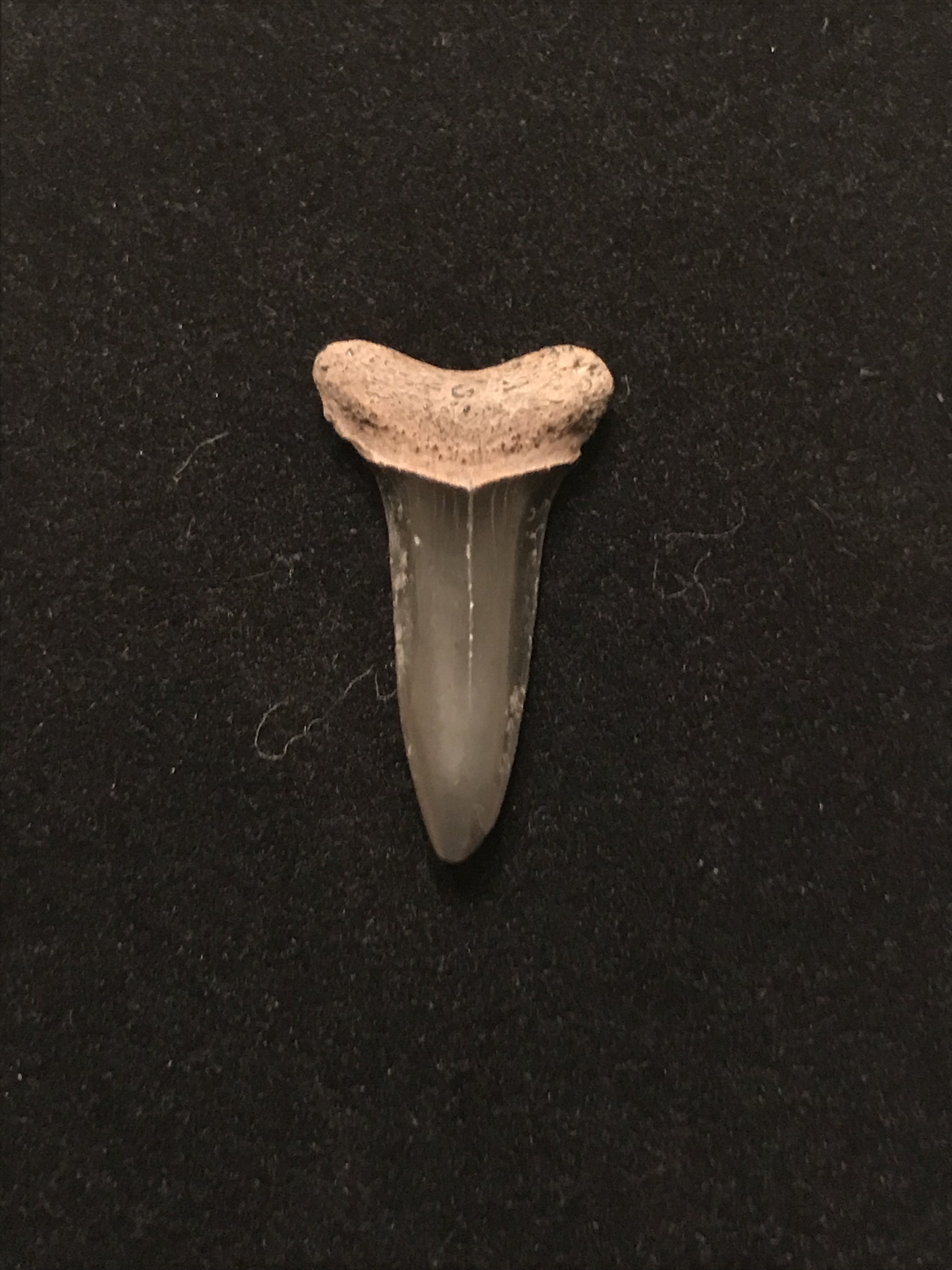 Eocene shark tooth is help - Fossil ID - The Fossil Forum