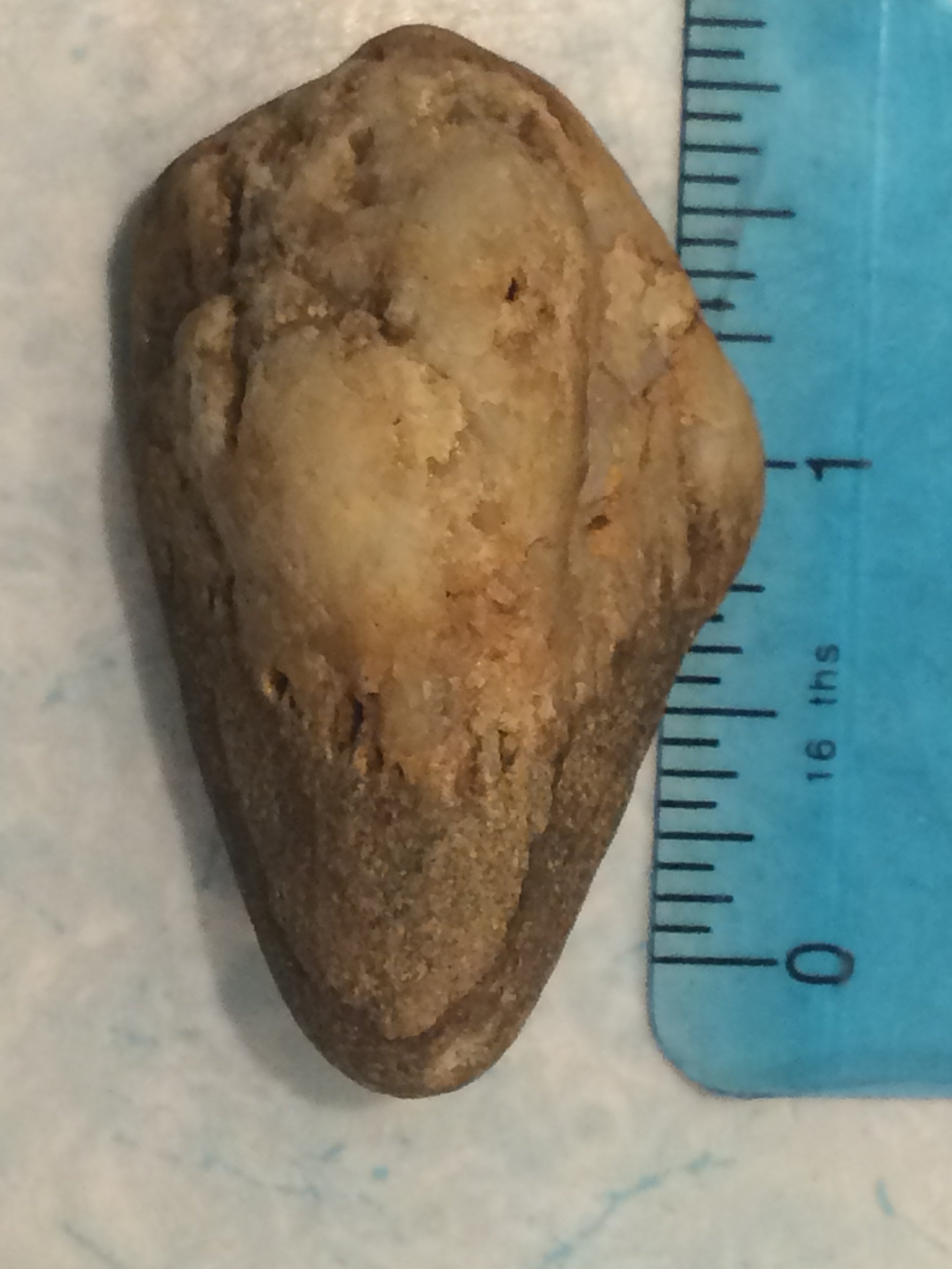 Tooth or horn shaped rock? - Fossil ID - The Fossil Forum