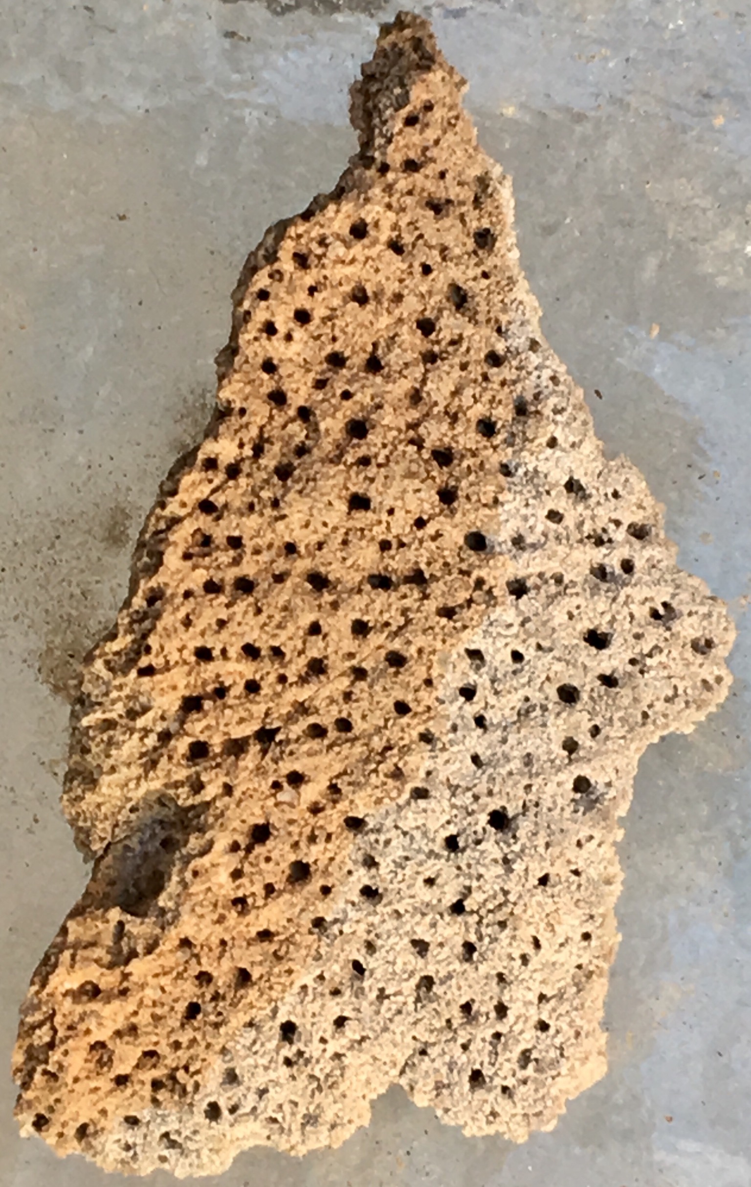 Fort Apache Limestone finds - Fossil Hunting Trips - The Fossil Forum