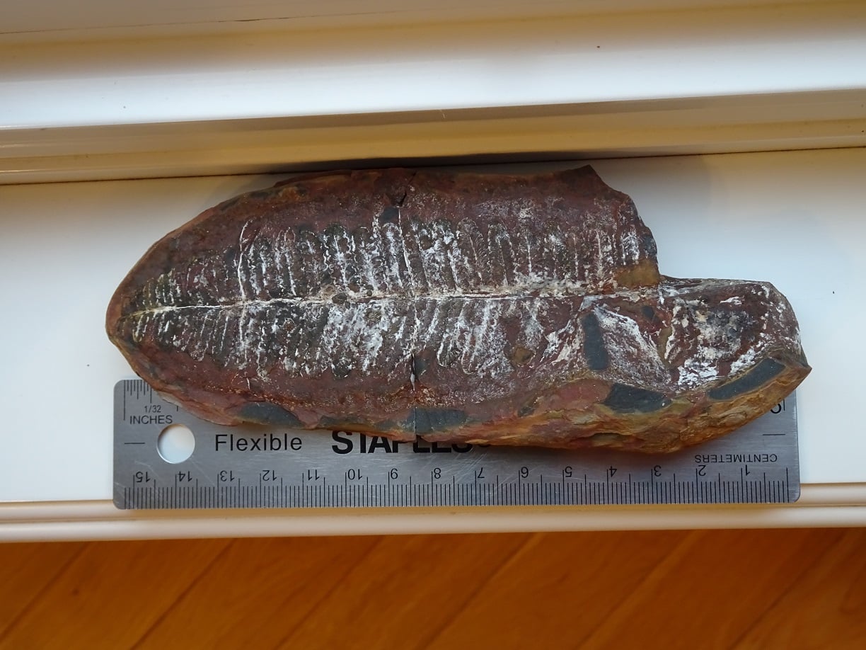 Various plant fossils from various places - Fossil ID - The Fossil Forum