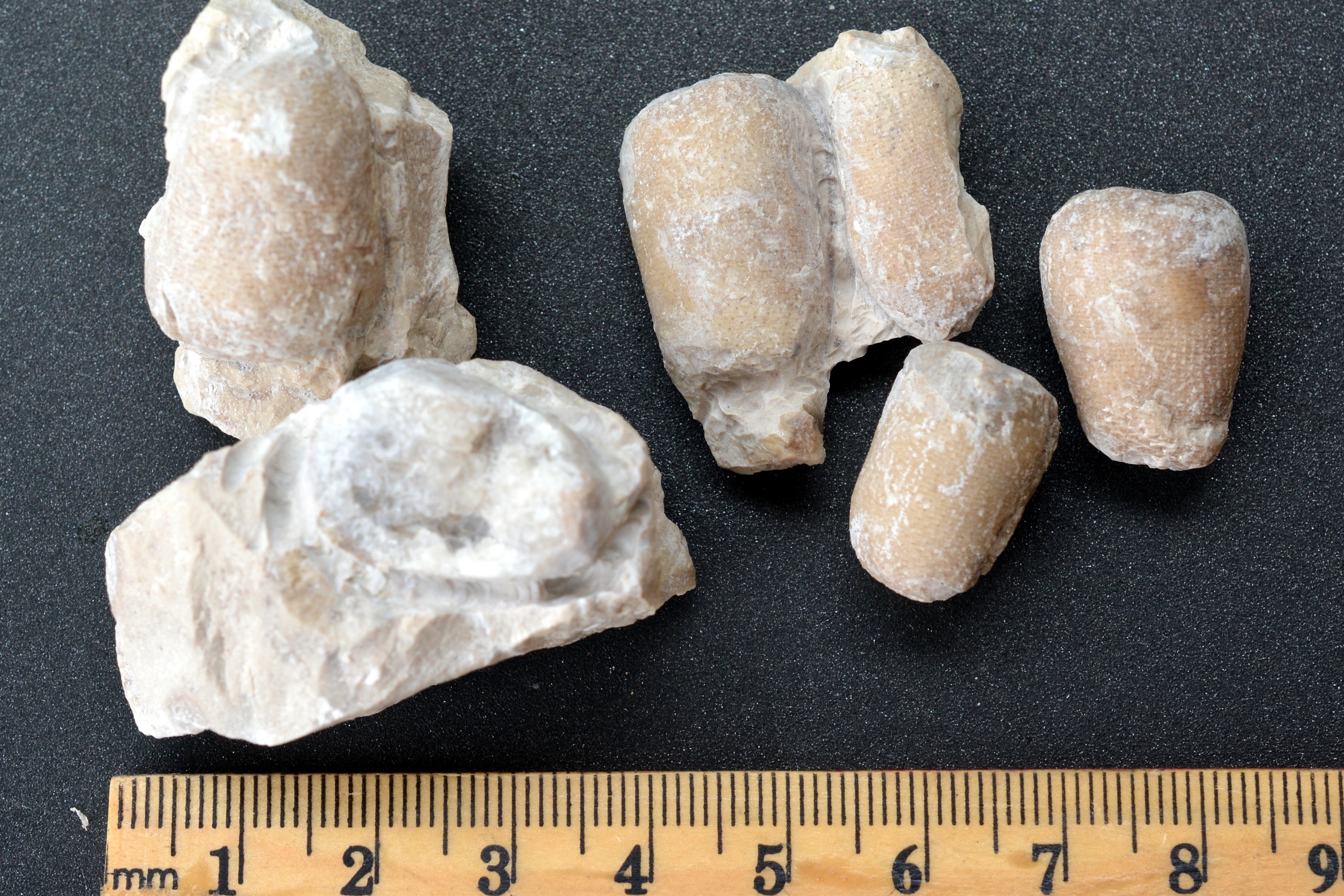Ordovician Unknown - Fossil ID - The Fossil Forum