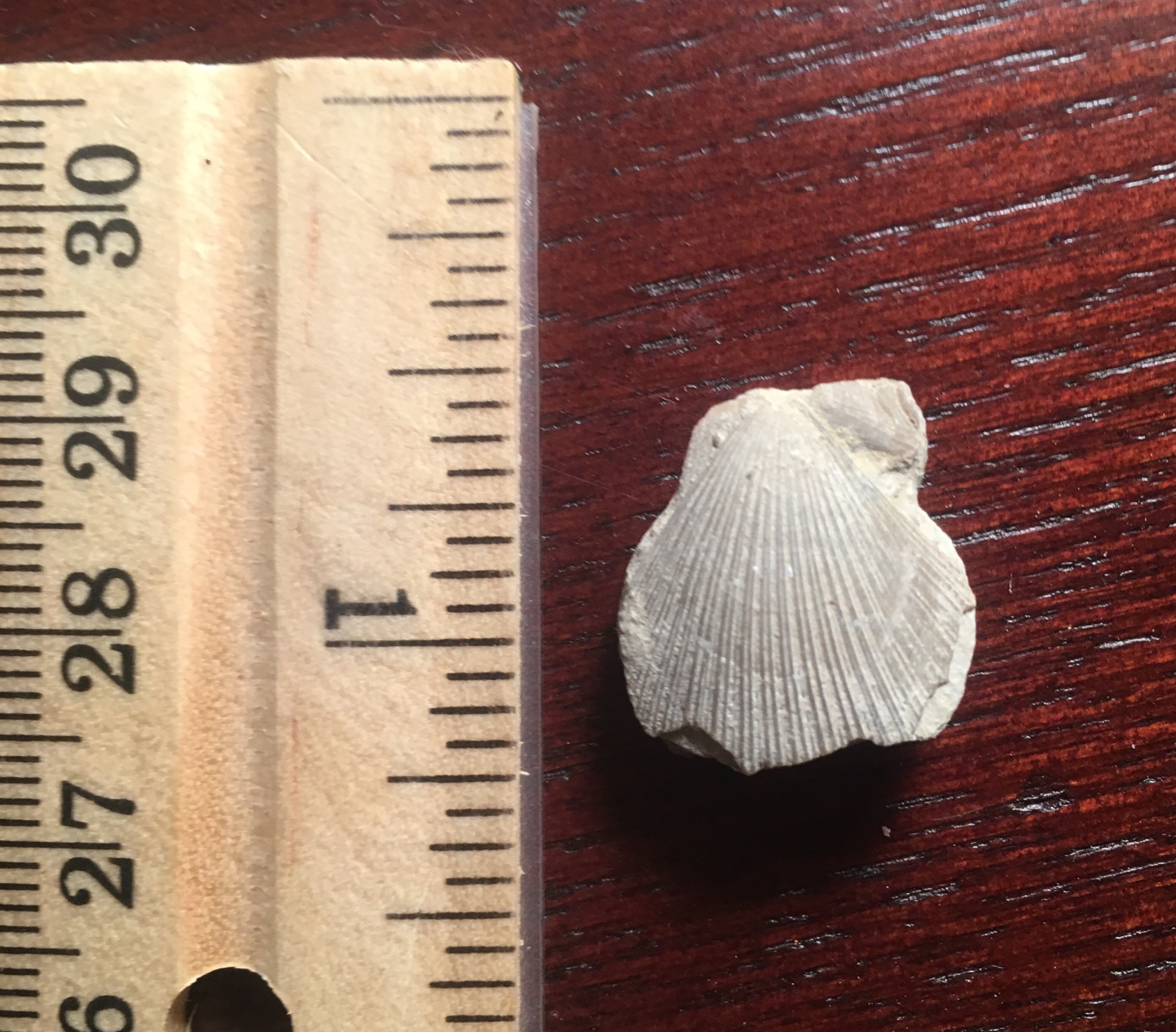 Shell fossil close to Austin - Fossil ID - The Fossil Forum