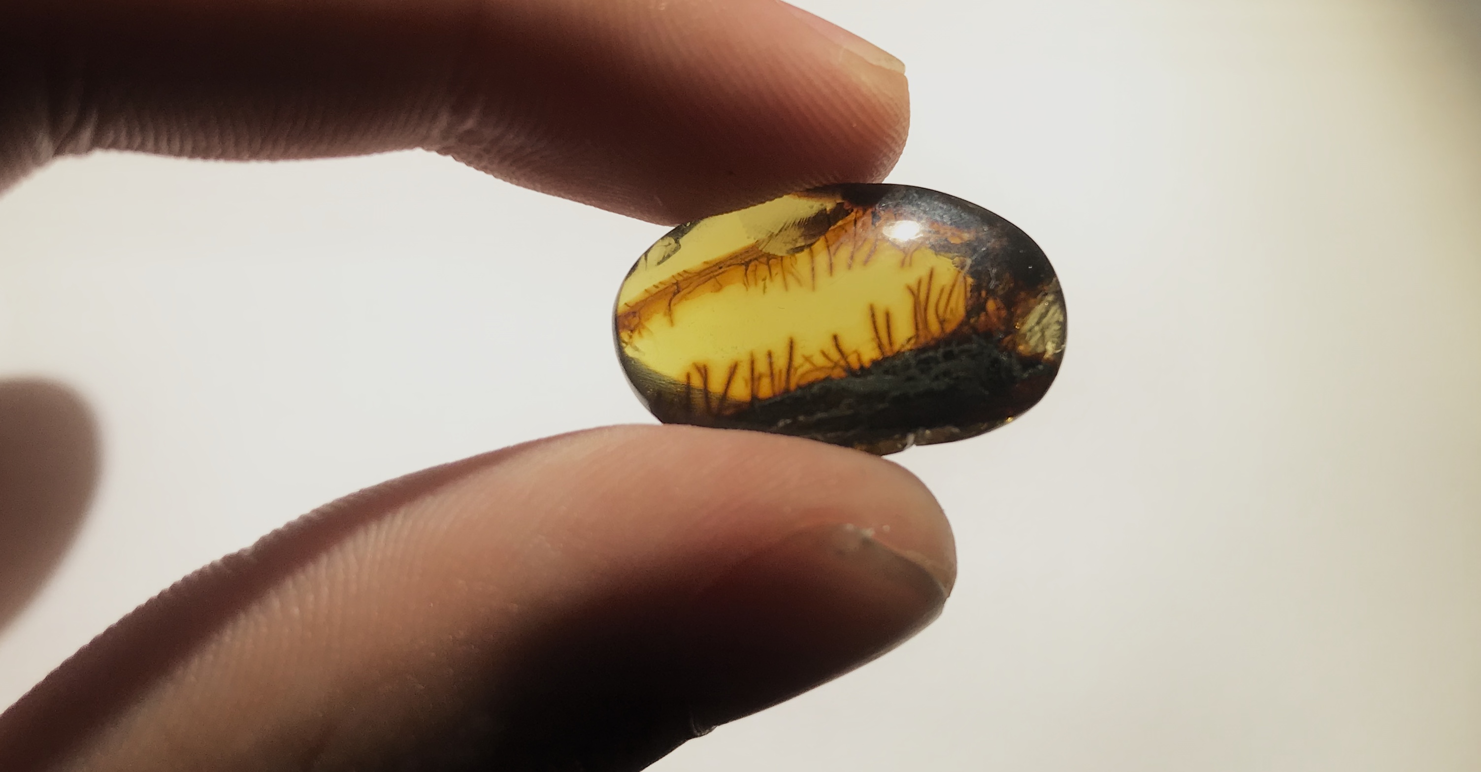 Unknown Inclusion in Cretaceous Amber - Fossil ID - The Fossil Forum
